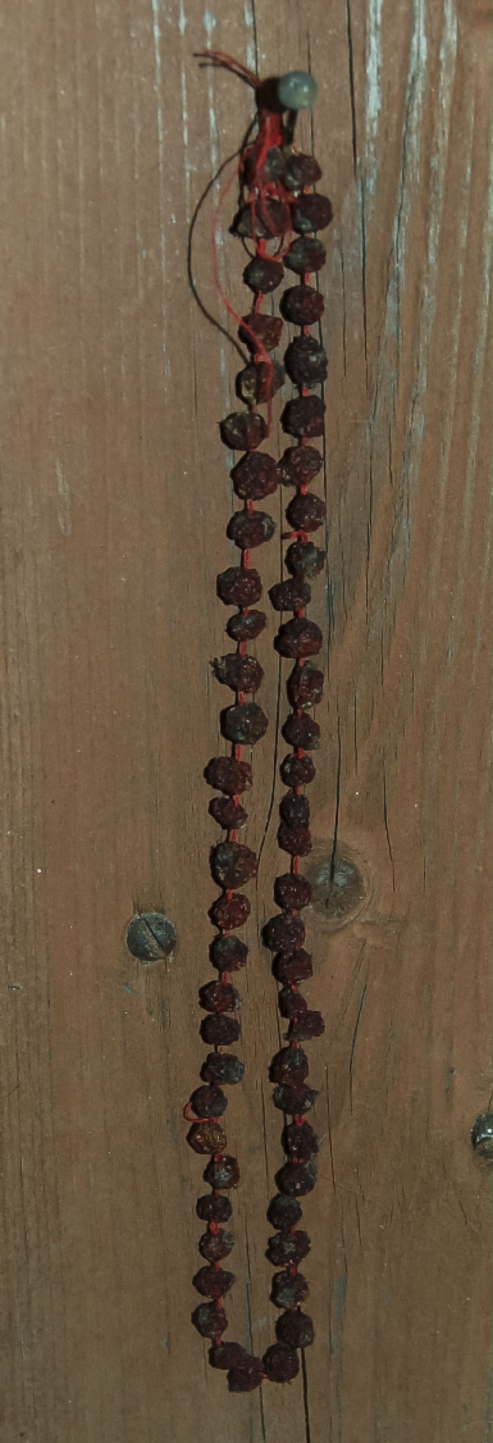 1490 - Rowan berries - Museum of Witchcraft and Magic