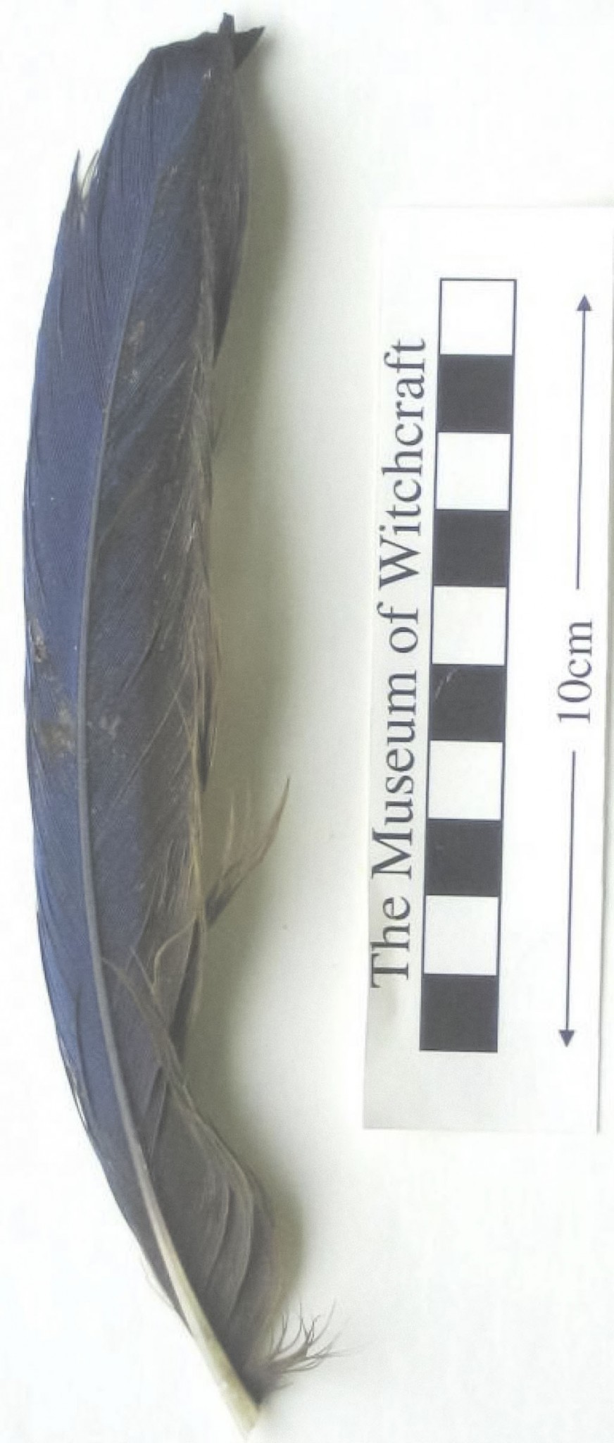 2589 - Feather: Quill pen - Museum of Witchcraft and Magic