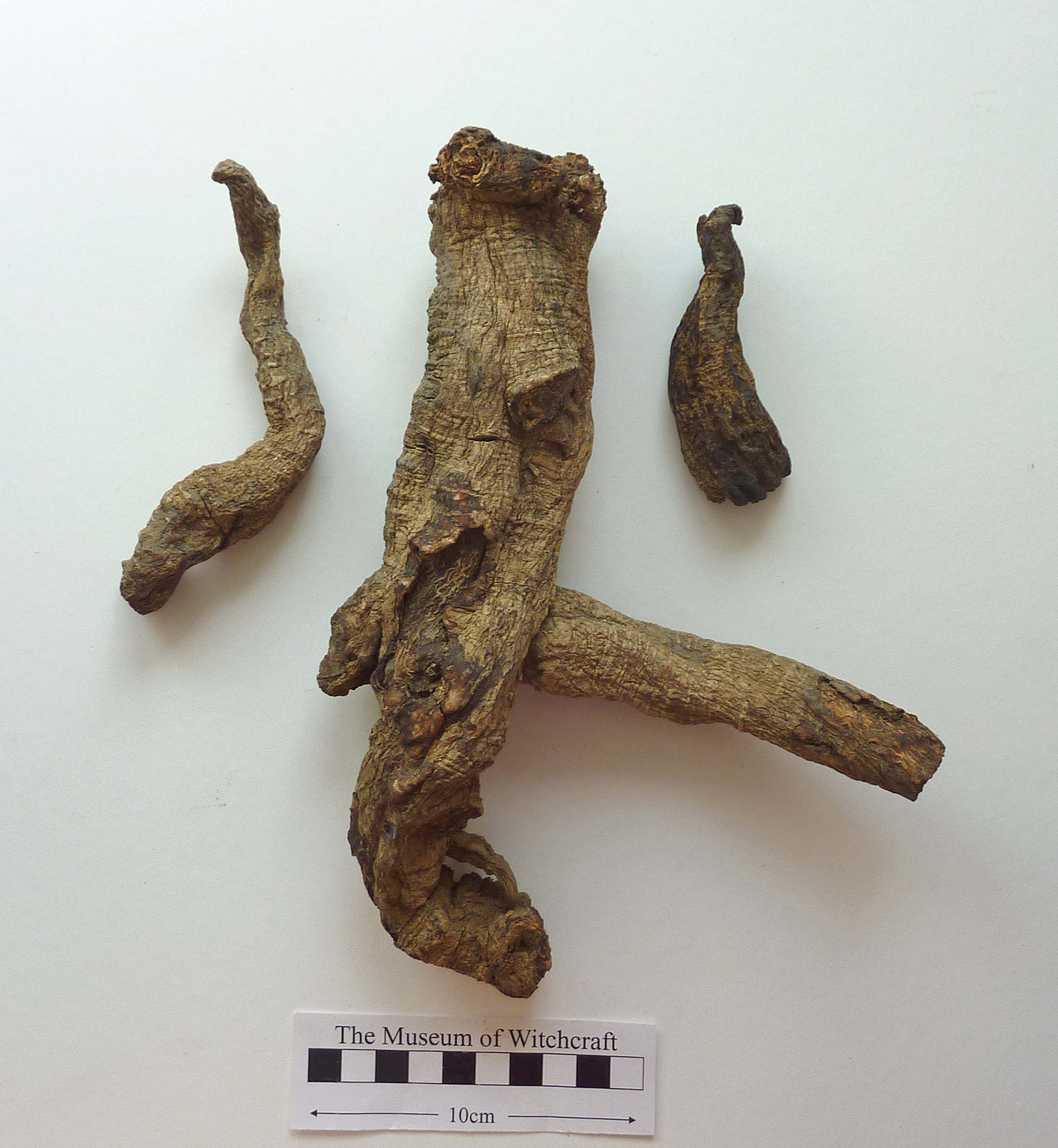 297 - Mandrake - Museum of Witchcraft and Magic