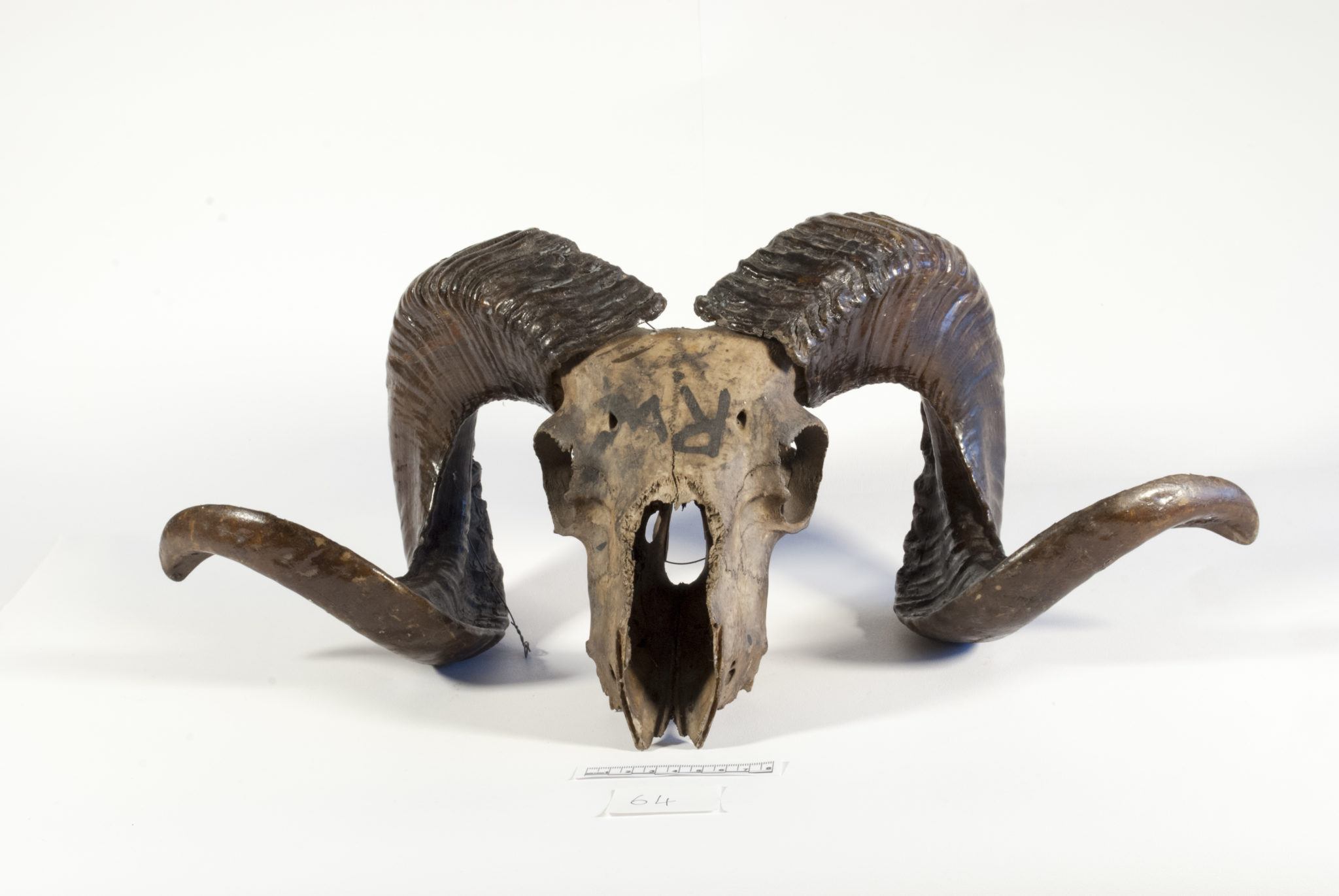 73 - Ram's skull - Museum of Witchcraft and Magic