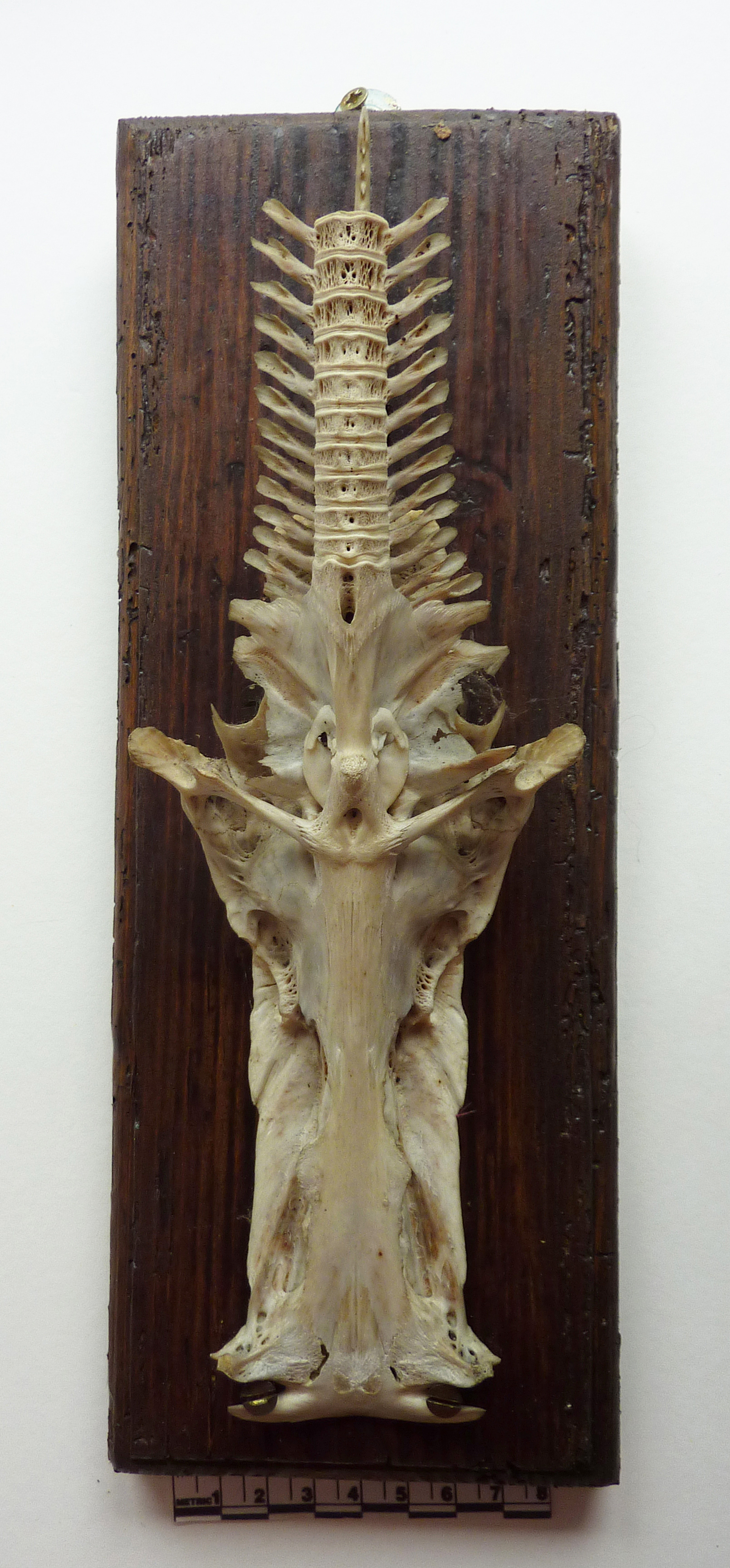 850 - Fish bone - Museum of Witchcraft and Magic