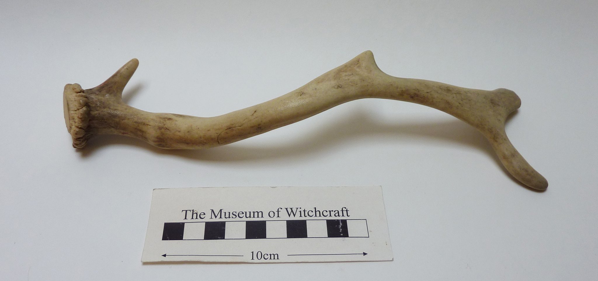 3638 - Antler belonging to Julia Pearce - Museum of Witchcraft and Magic