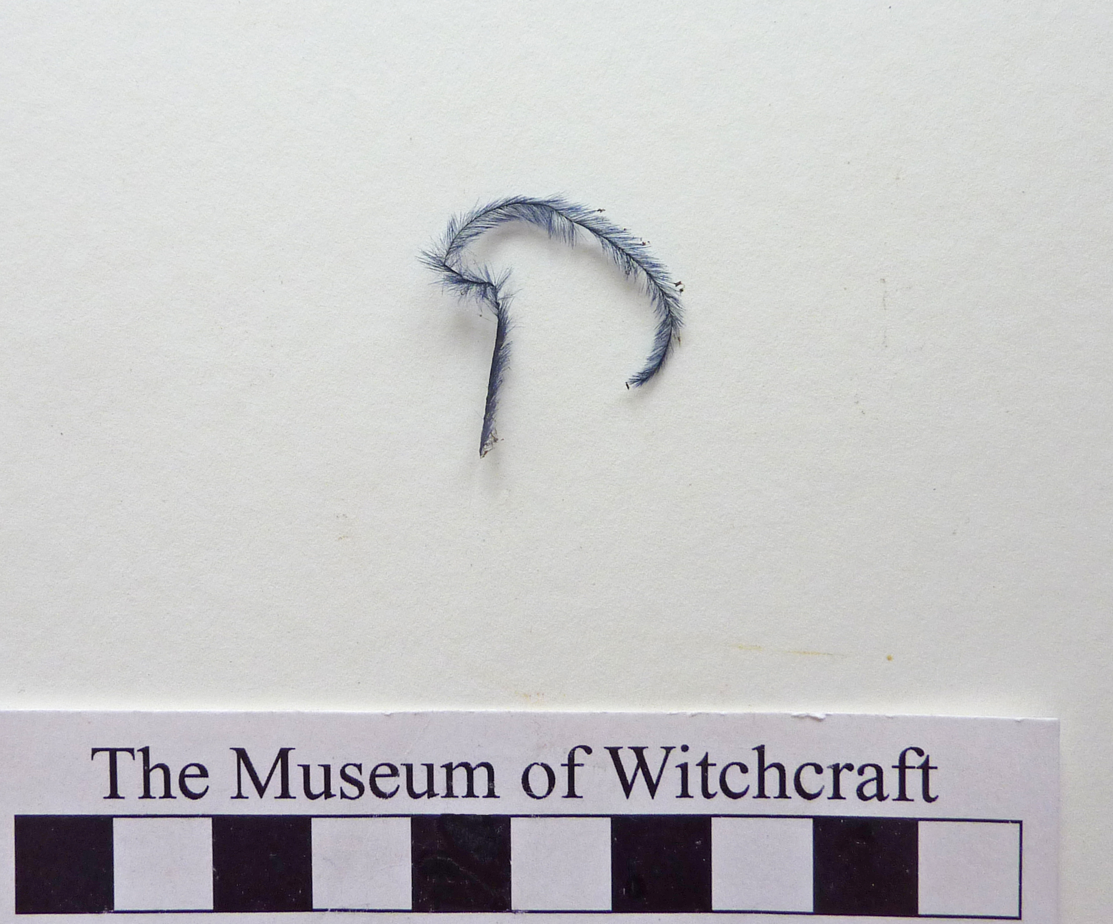 4306 - Tiny Blue Feather - Museum of Witchcraft and Magic