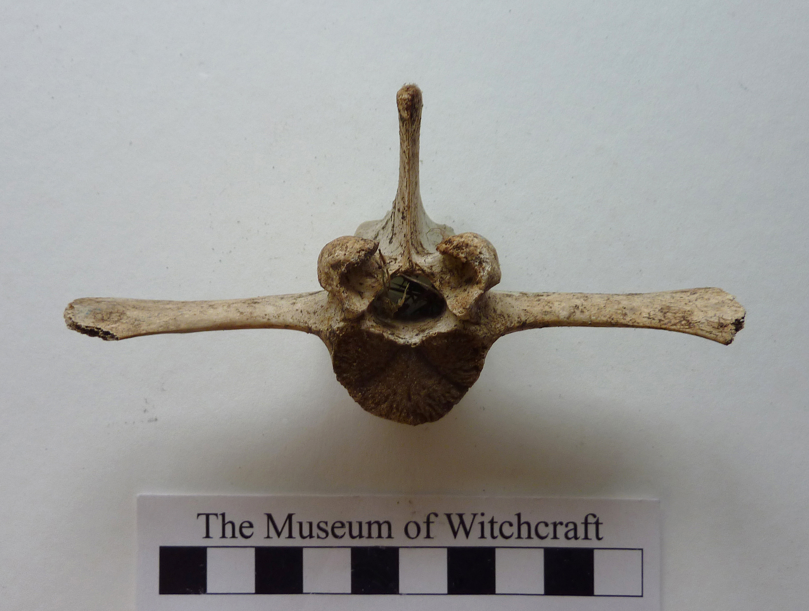 4309 - Two Interestingly Shaped Bones - Museum of Witchcraft and Magic