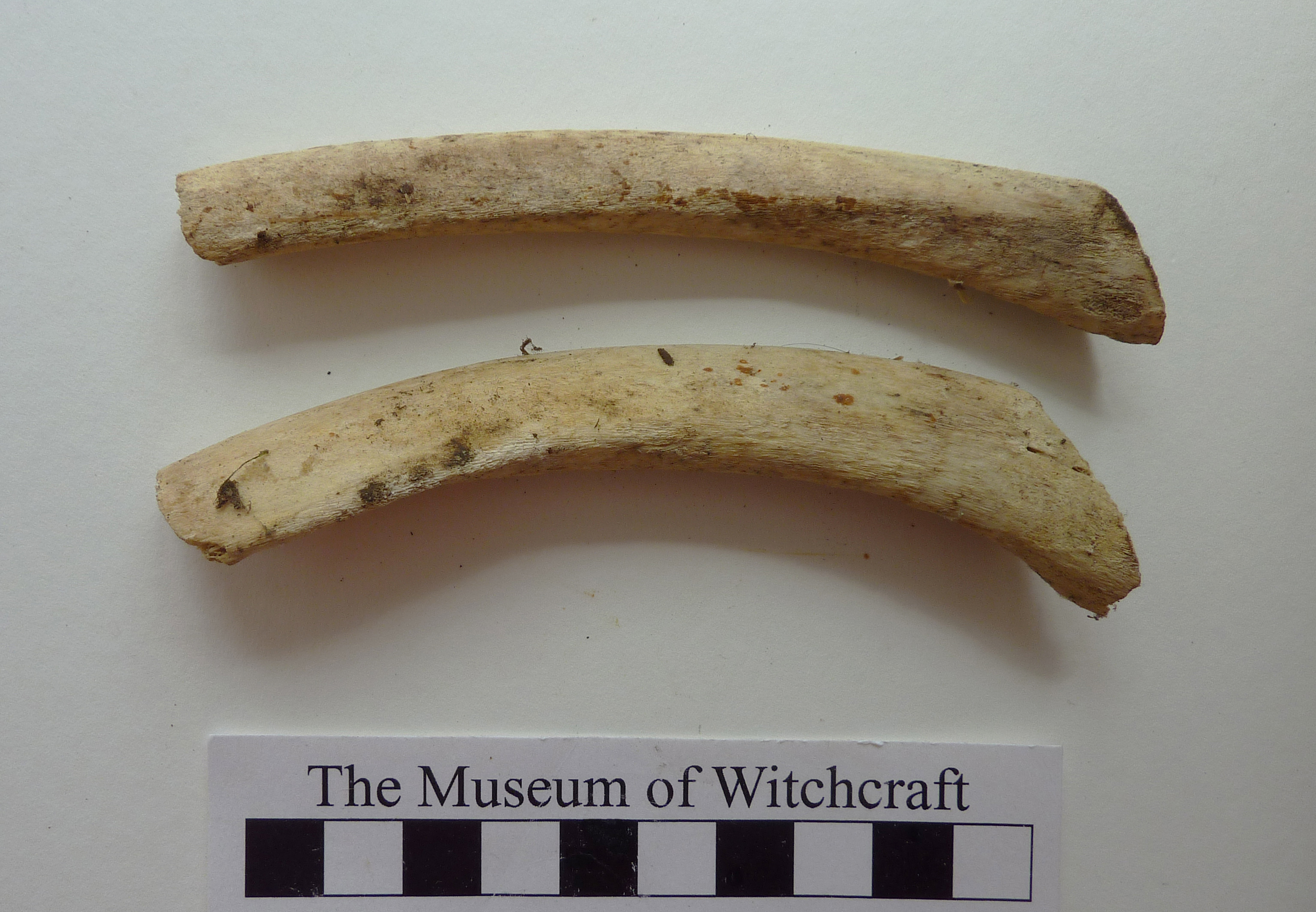 4310 - Two Rib Bones - Museum of Witchcraft and Magic